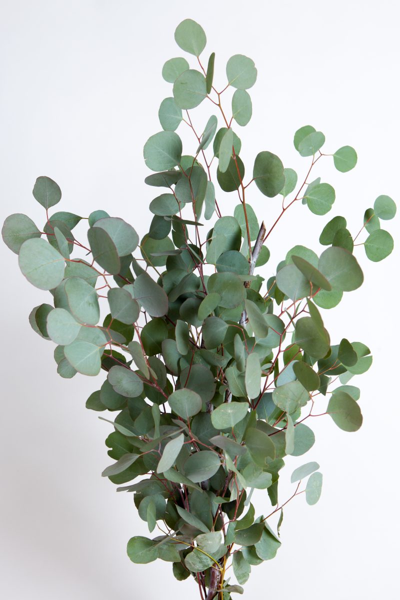 Eucalyptus, Silver Dollar | Holland America Flowers Eucalyptus, Silver Dollar | Holland America Flowers